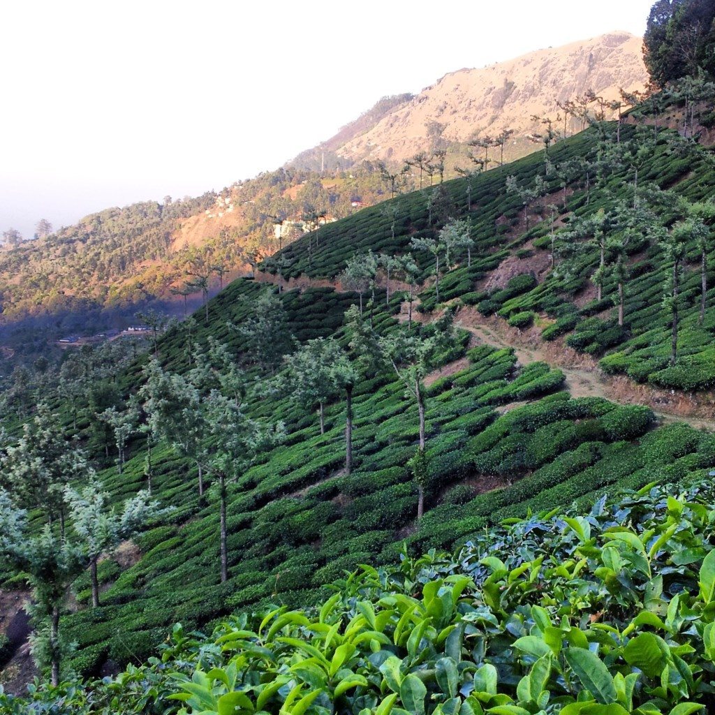 Misty Green Munnar - Global Gallivanting Travel Blog