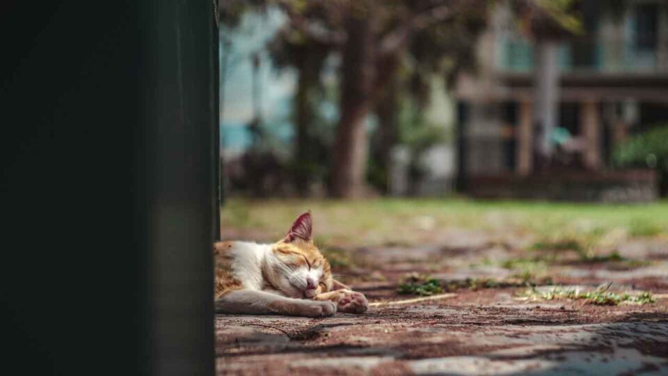 10 Unique Things to do in Crete, Greece's Largest Island