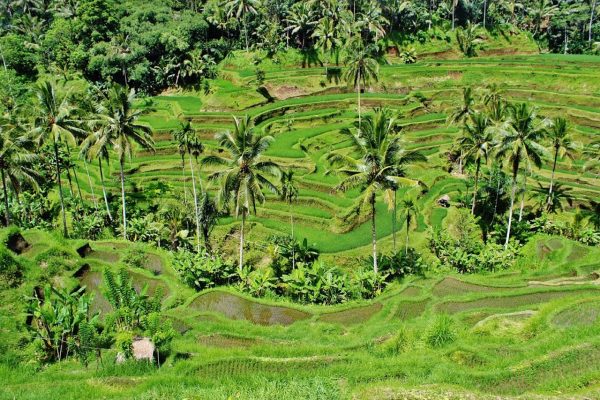 My Favorite Things to do in Bali